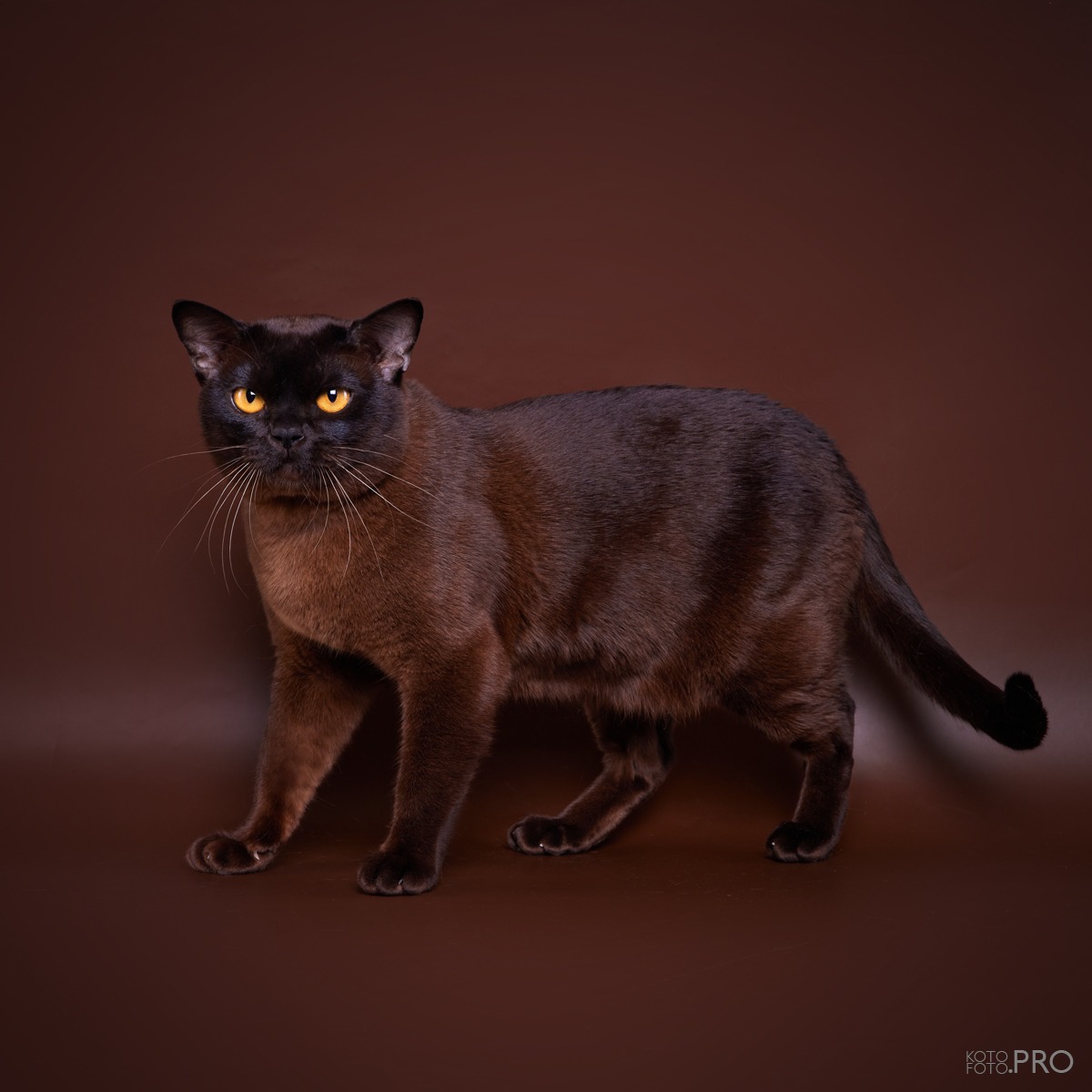 Кот на вязку — CAGCIB, SILKY PURR HARLEY (бурманская, BUR) | Котомир