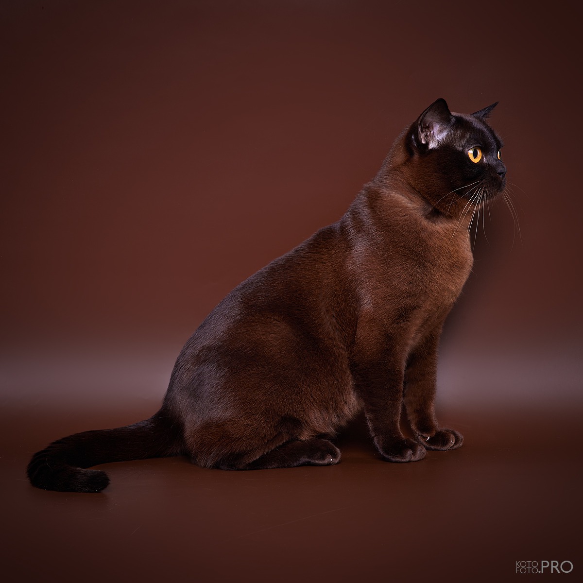 Кот на вязку — CAGCIB, SILKY PURR HARLEY (бурманская, BUR) | Котомир